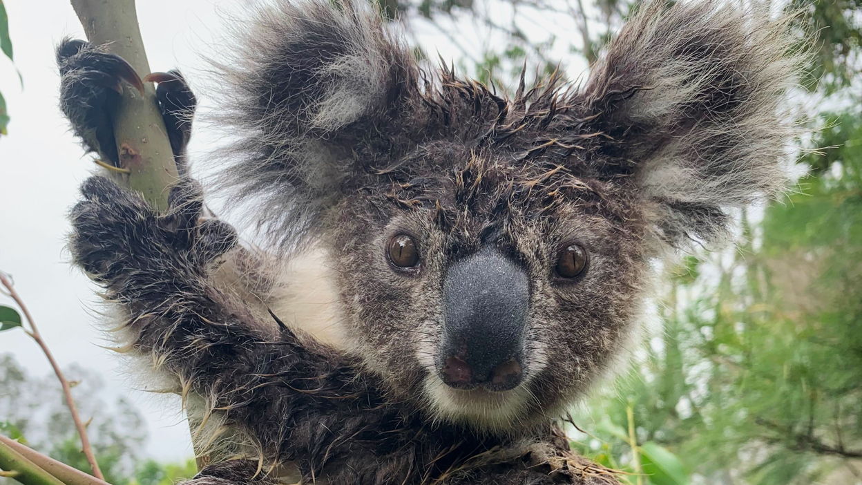 Cyclone Alfred: Help us rescue animals >>