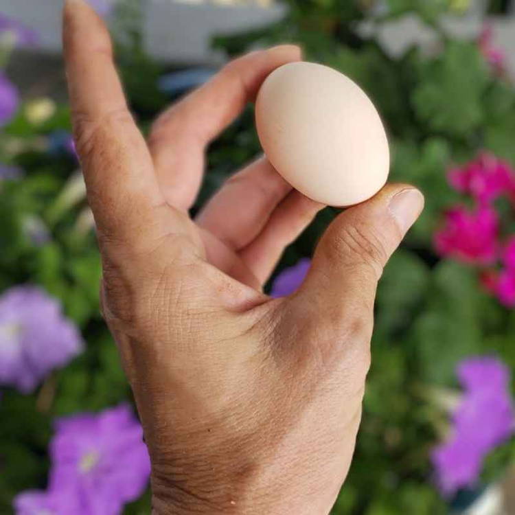 chicken eggs stuck inside