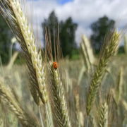 Озимая рожь — Шаг 1 — Stepik