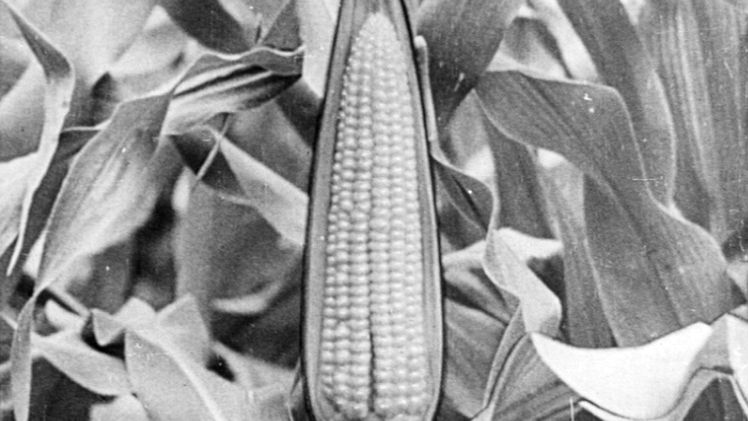 The Life Cycle of the Maize | British Council