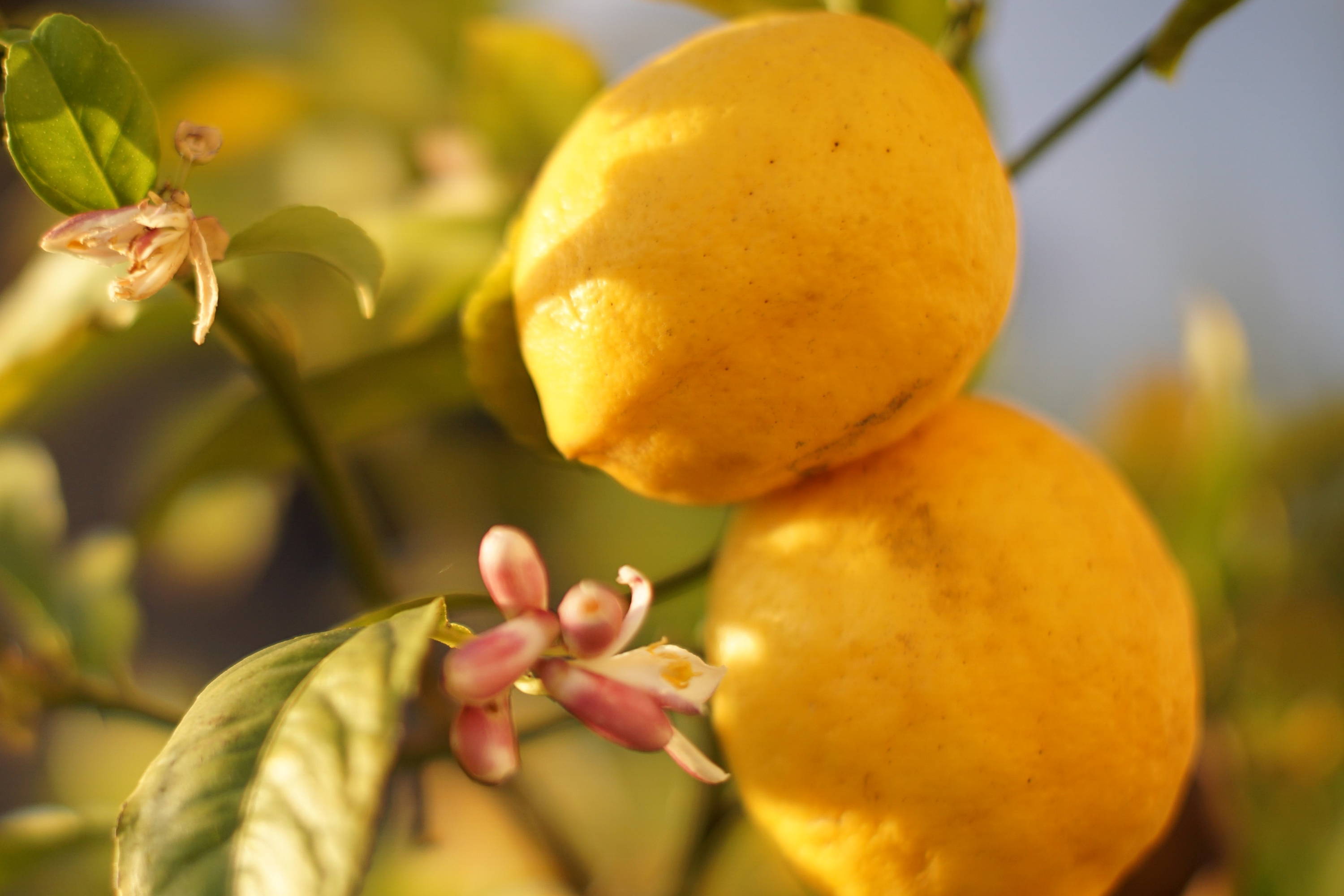 Organic Orange, Lemon and Bergamot Origin Story | Naissance – Naissance UK