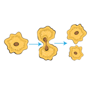Бесполое размножение — Шаг 1 — Stepik
