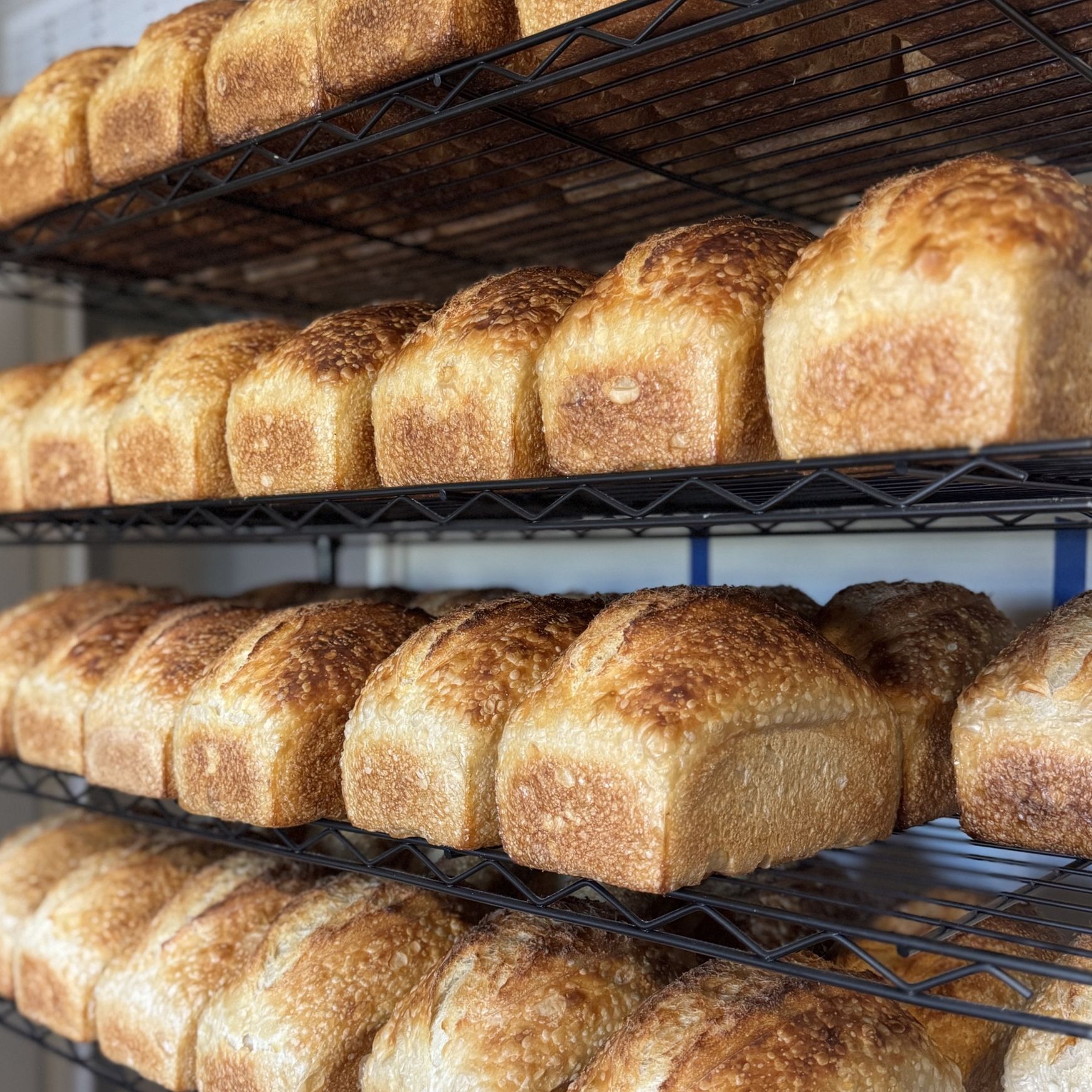 Sonoran Sourdough Co.