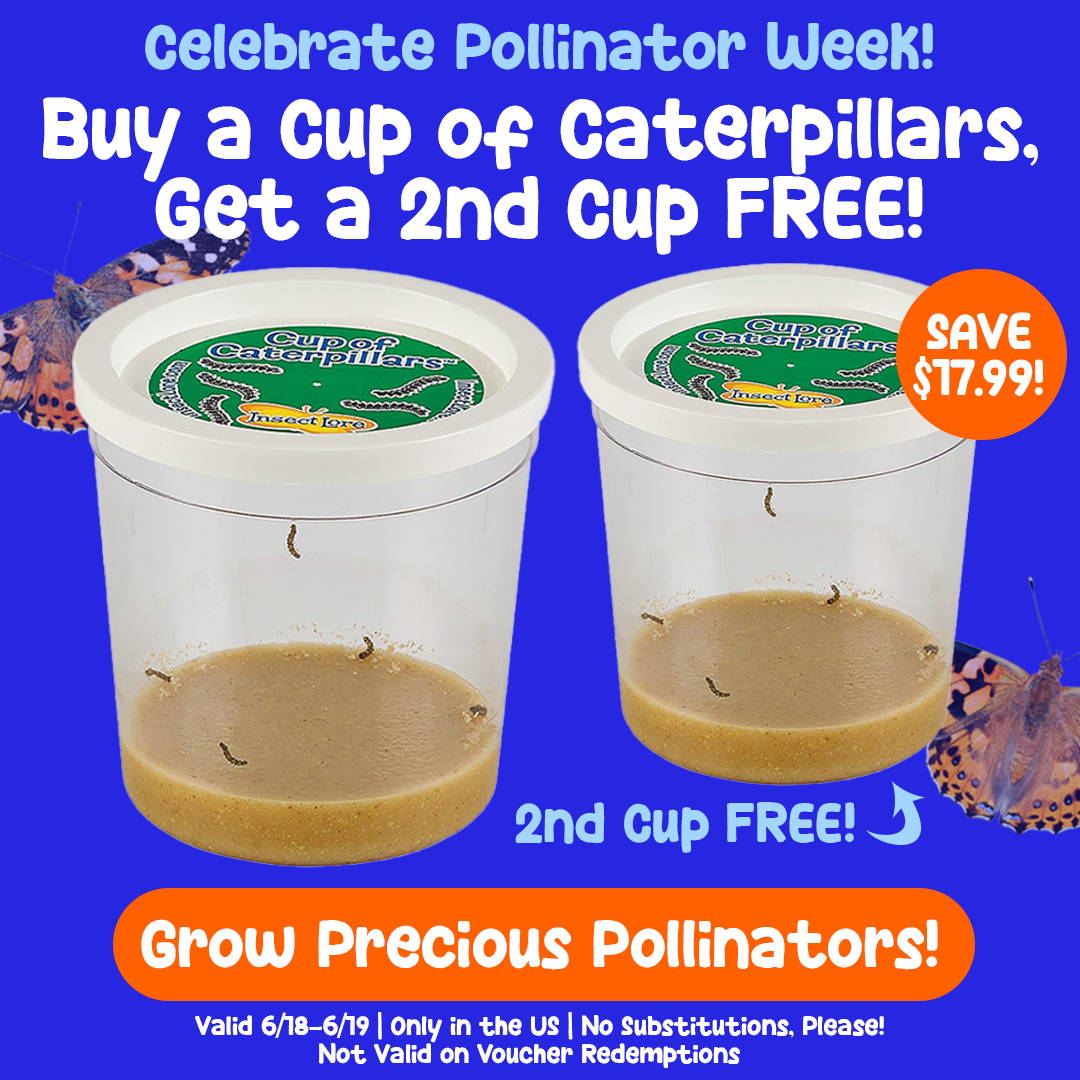 Insect Lore | The World's First Butterfly-By-Mail Company