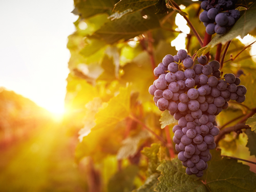 TOP 5 Bodegas en Mallorca | presentado por Engel & Völkers