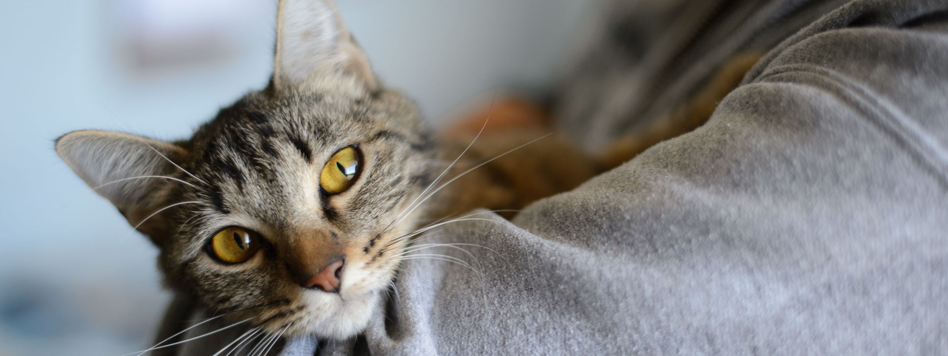 BC SPCA