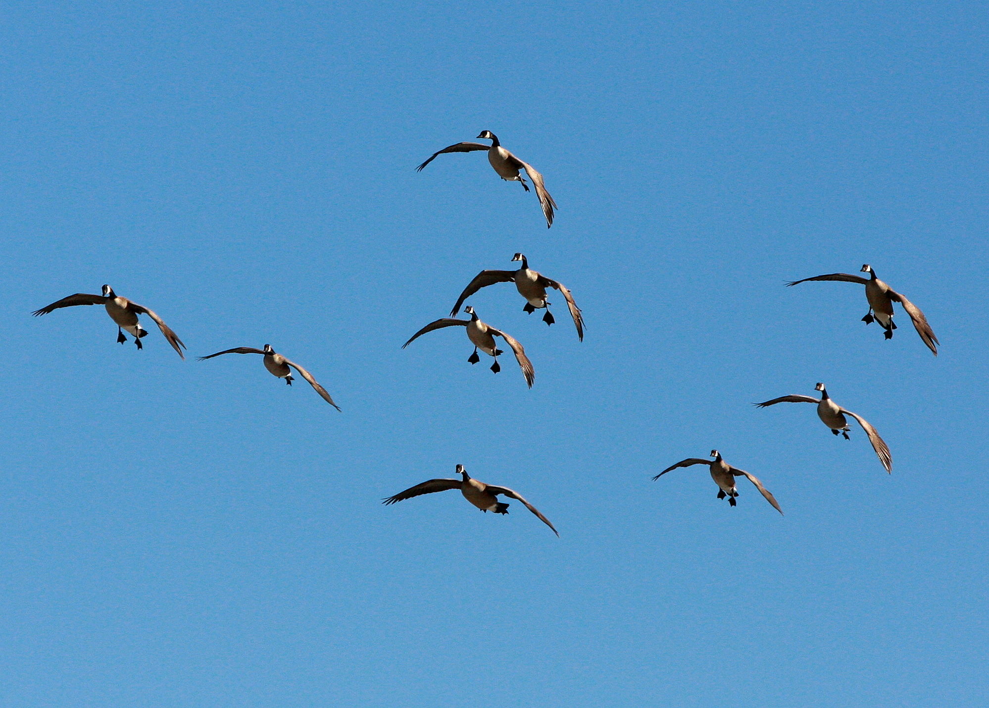 The Home Lodge Fall Goose Hunts in Sumner, Missouri - Mallard Bay