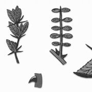 Доказательства эволюции — Шаг 1 — Stepik