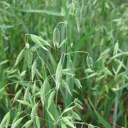 Овес — Шаг 1 — Stepik