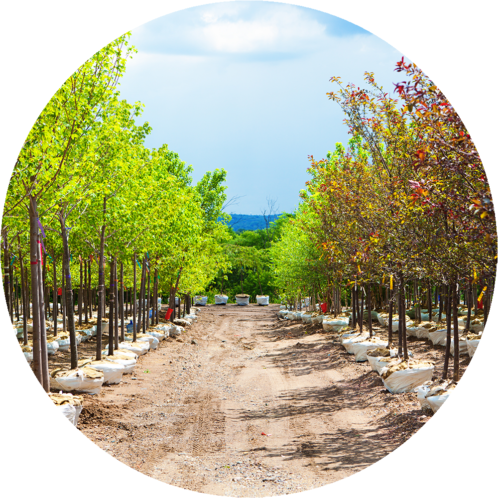 Root Rescue | Transplanter, Mycorrhizal, Plant Grower and Dealer – Root ...