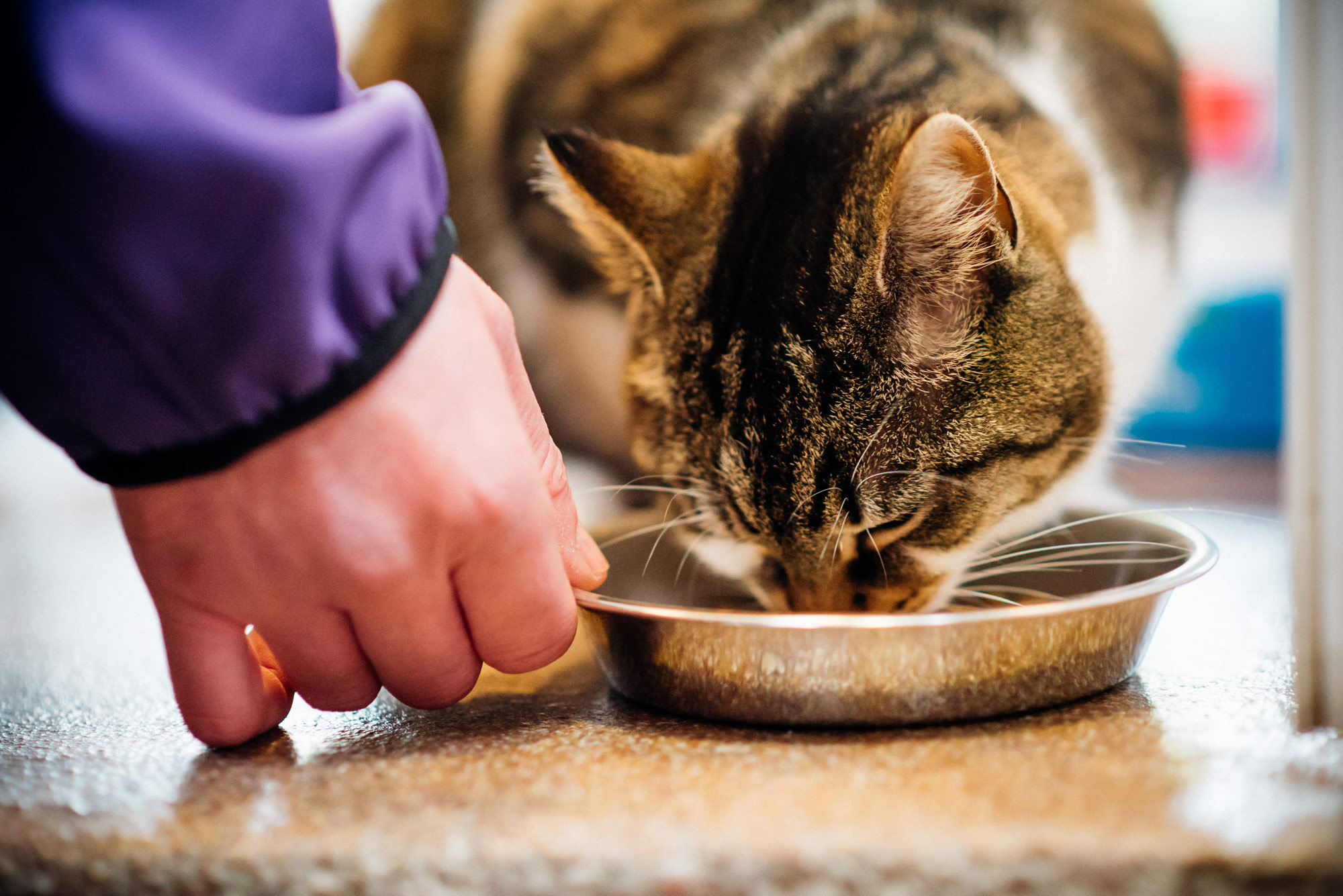 Feeding Your Cat
