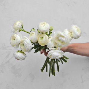 Daniella Ohayon and Aaron Lawee's Wedding Registry on Zola