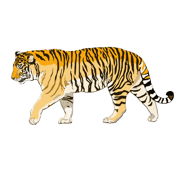 Тигр — Шаг 10 — Stepik