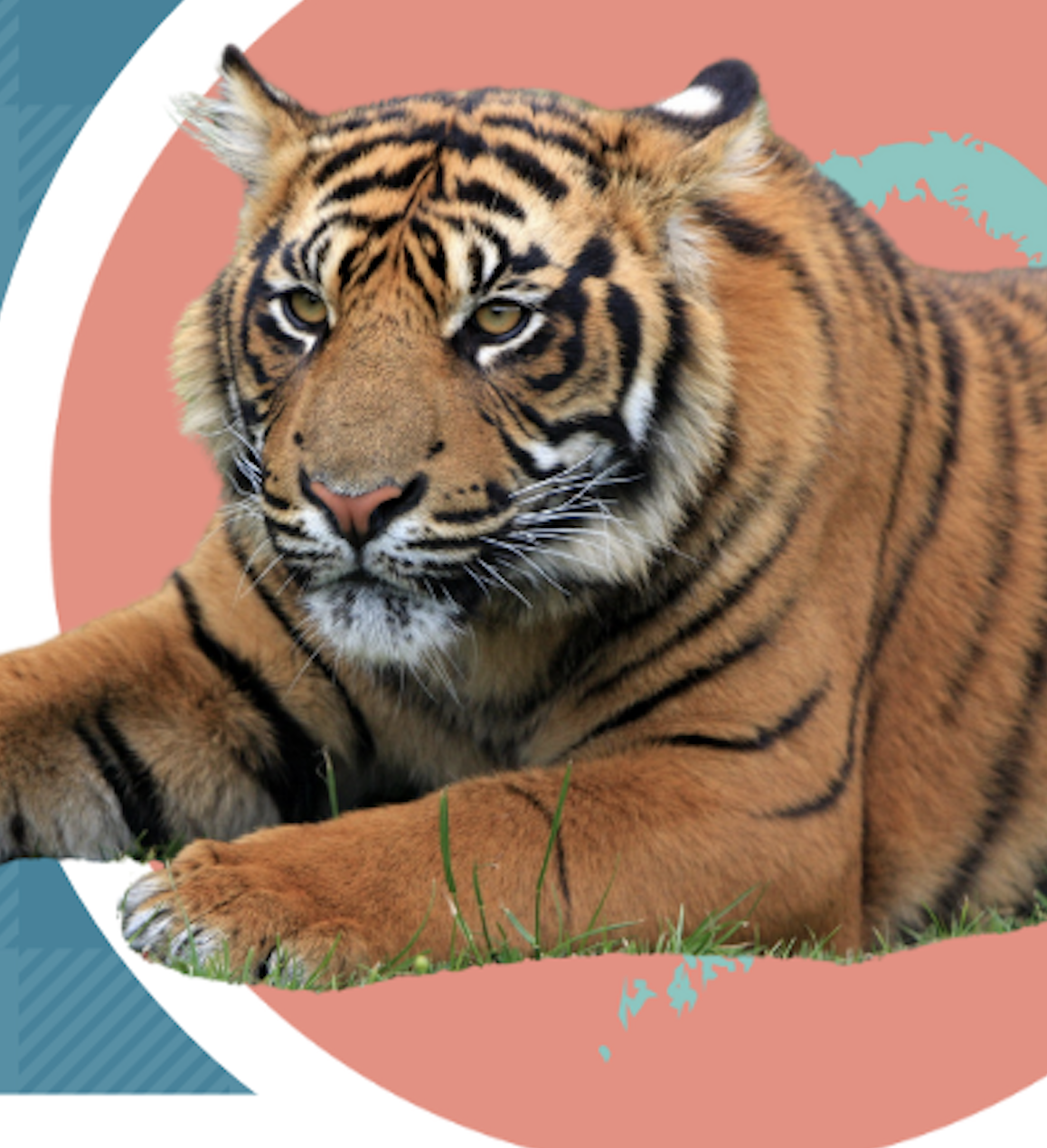 Tiger Taming: Empowering Self Regulation