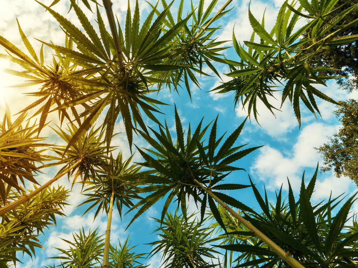 Bio Quality – Alpha Leaf