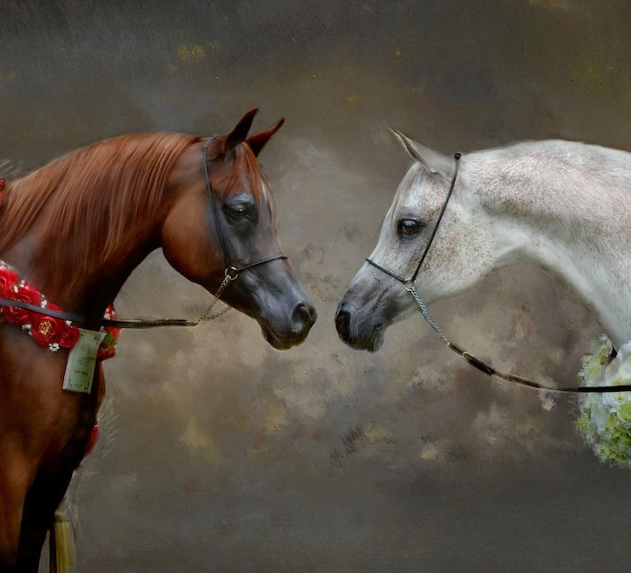 ECAHO - European Conference of Arab Horse Organizations