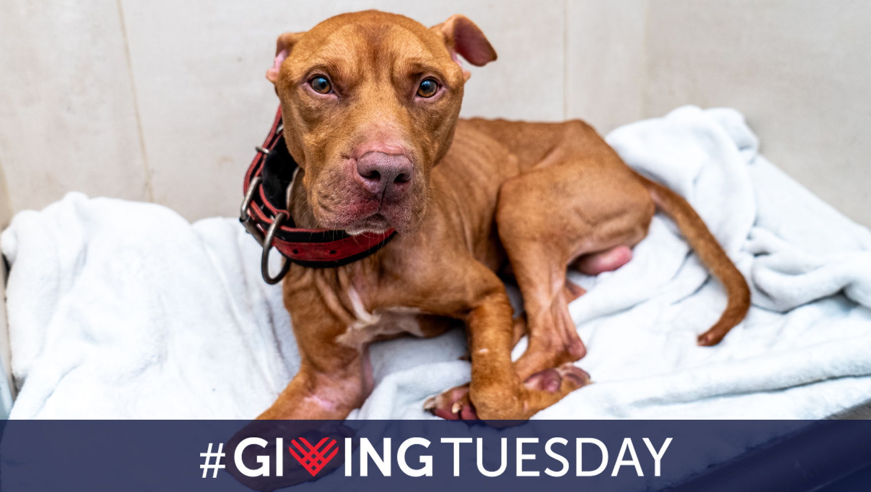 Animals like Luca need you.