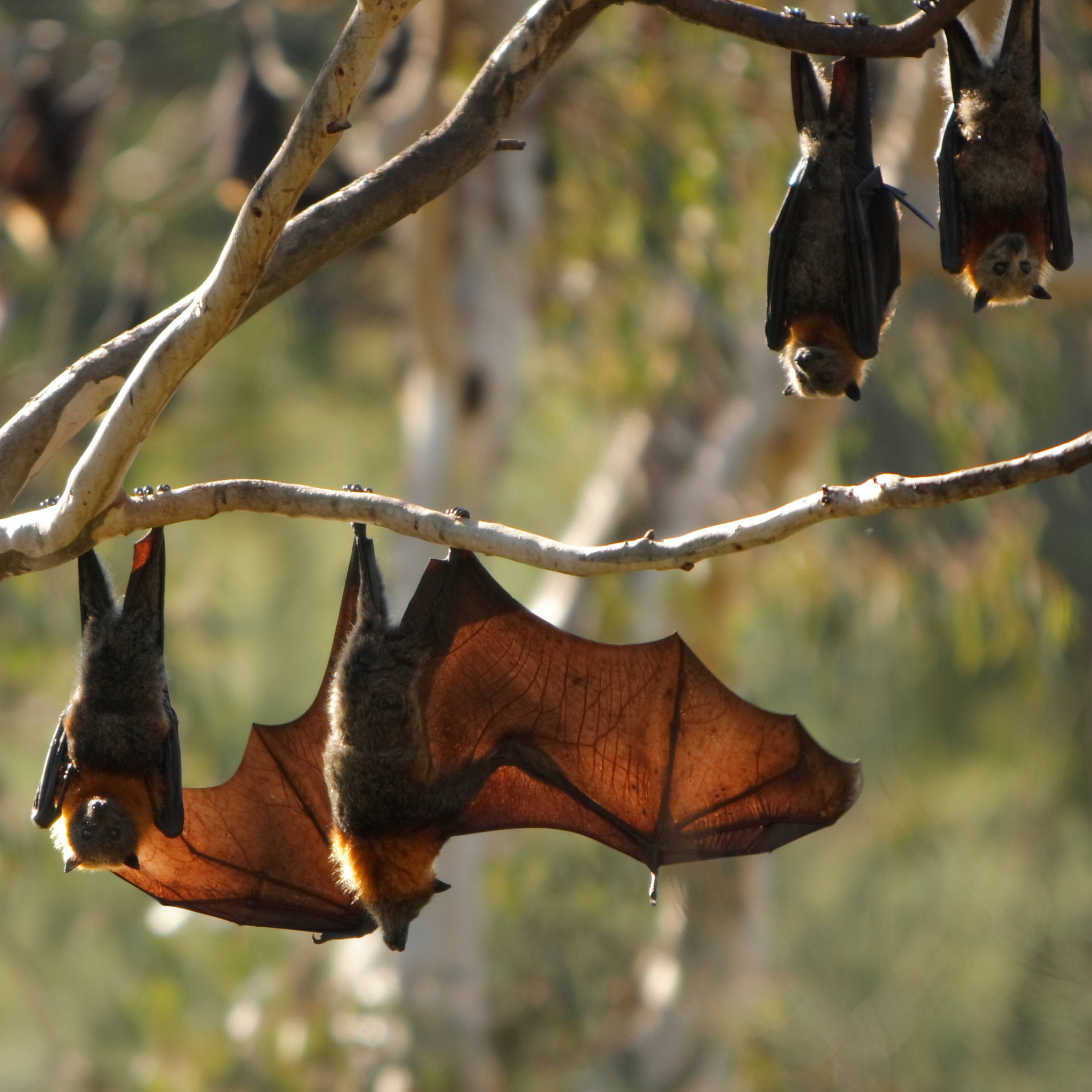 Bat Conservation Trust – Bare Kind