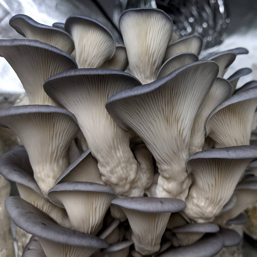 Grow with Ease: Blue Pearl Oyster Mushroom Kit