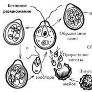 Основные типы и формы размножения растений — Шаг 1 — Stepik