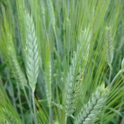 Тритикале — Шаг 1 — Stepik