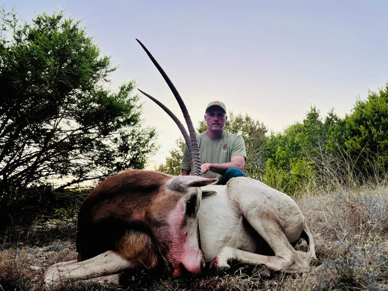 Scimitar Oryx Hunts in Harper Texas in Texas, United States - Mallard Bay
