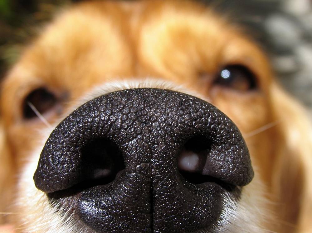 dogs nose lumpy