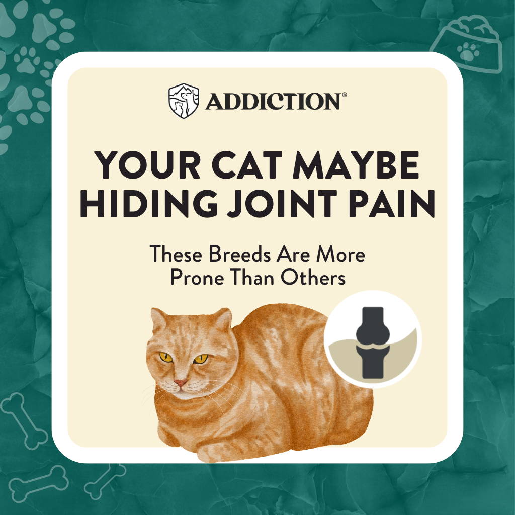 Healthy Joints for Dogs and Cats – Addiction NZ