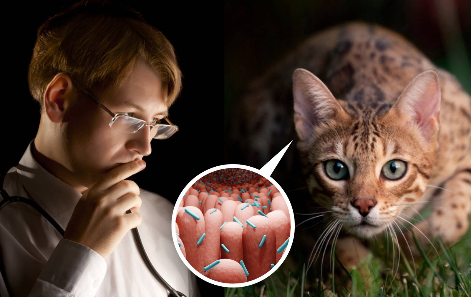 Bloated? Gassy? Nauseous? These “Cat Bacteria” Can Fix Everything ...