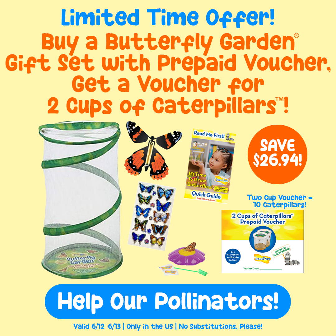 Insect Lore | The World's First Butterfly-By-Mail Company