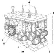 Стебель. Лист — Шаг 1 — Stepik