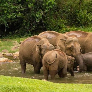 Guest Hub - Elephant View Point