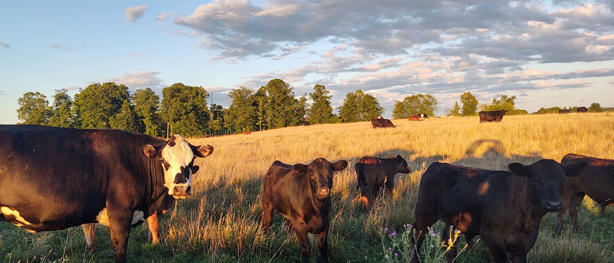 Kelley Family Farm