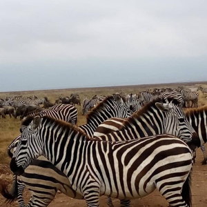 Guest Hub - Moses Limbu