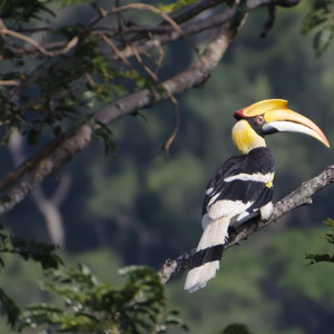 Cambodia Bird Guide Association