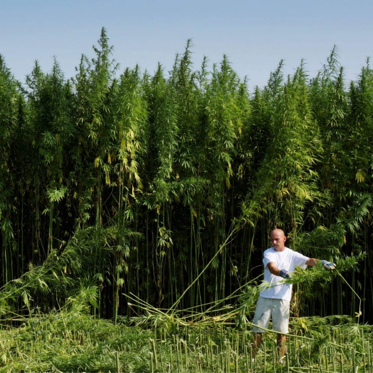 Useful Information – Alpha Leaf