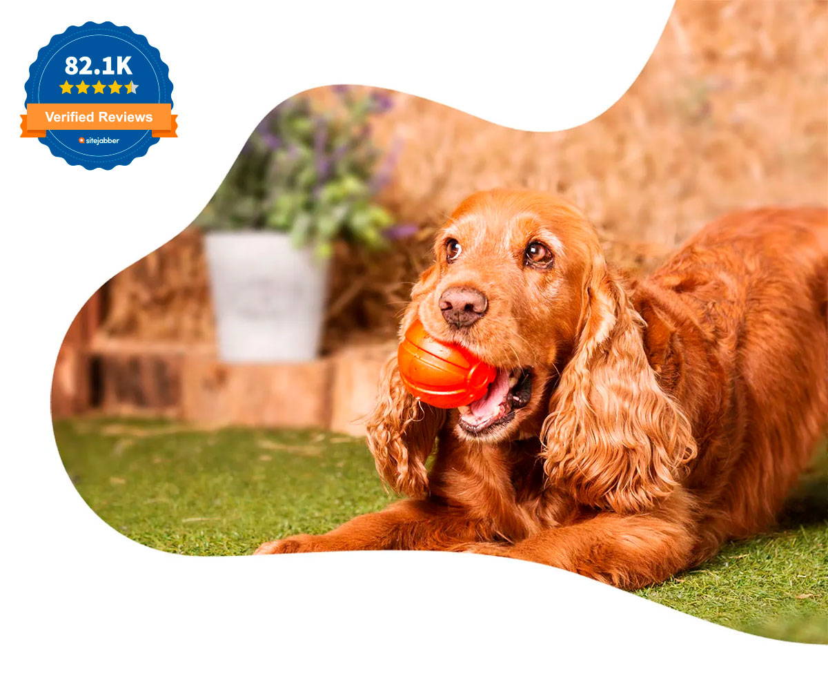 BarxBuddy - Innovative Pet Products – barxbuddystore