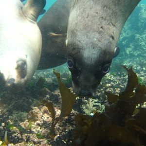 Bucea Hoy - Centro de Buceo