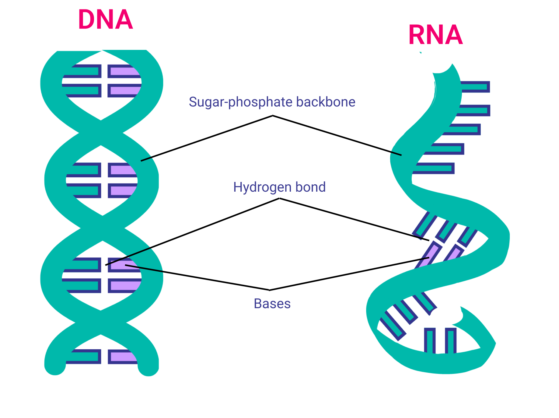 RNA Hyperskill