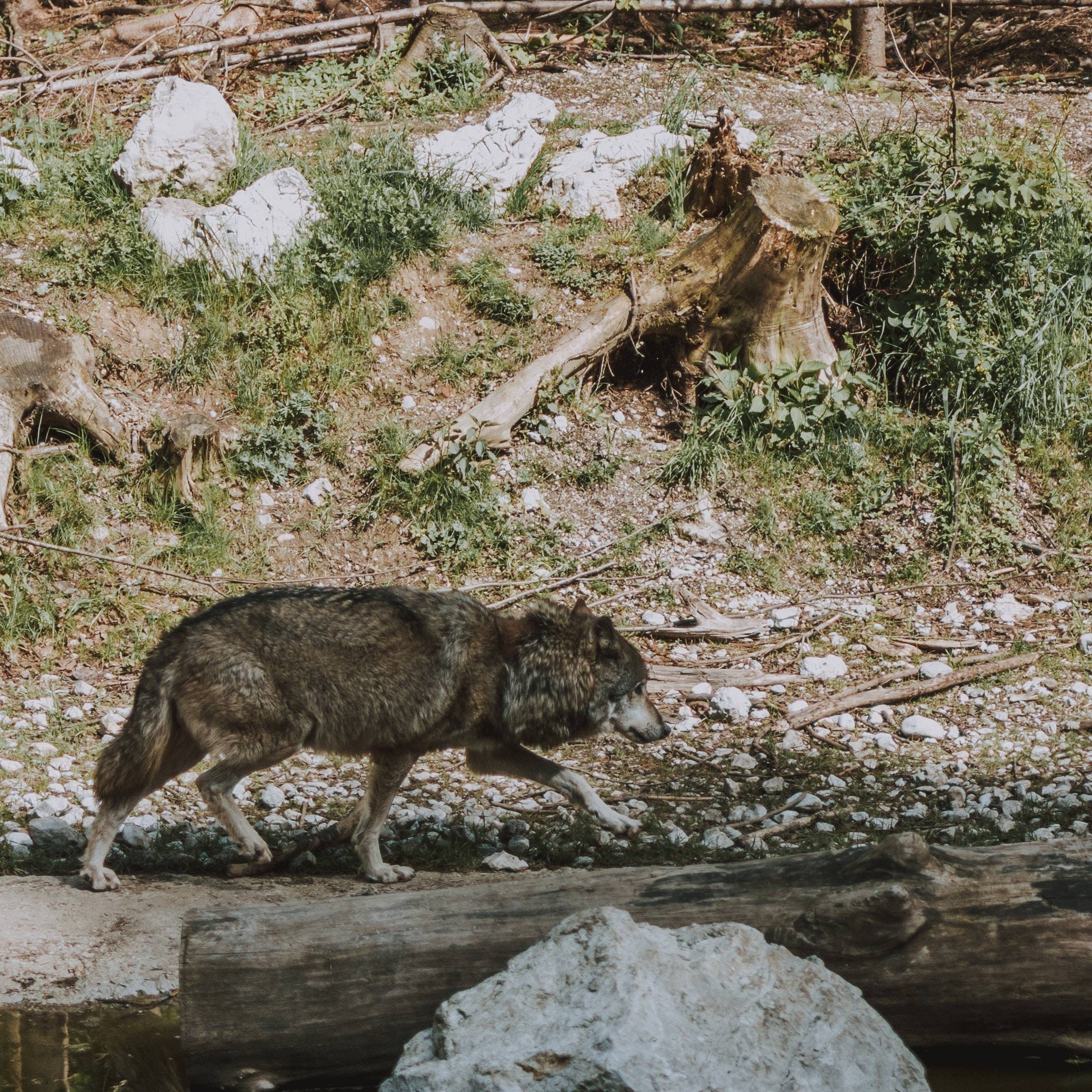 Wolves and Humans Foundation – Bare Kind