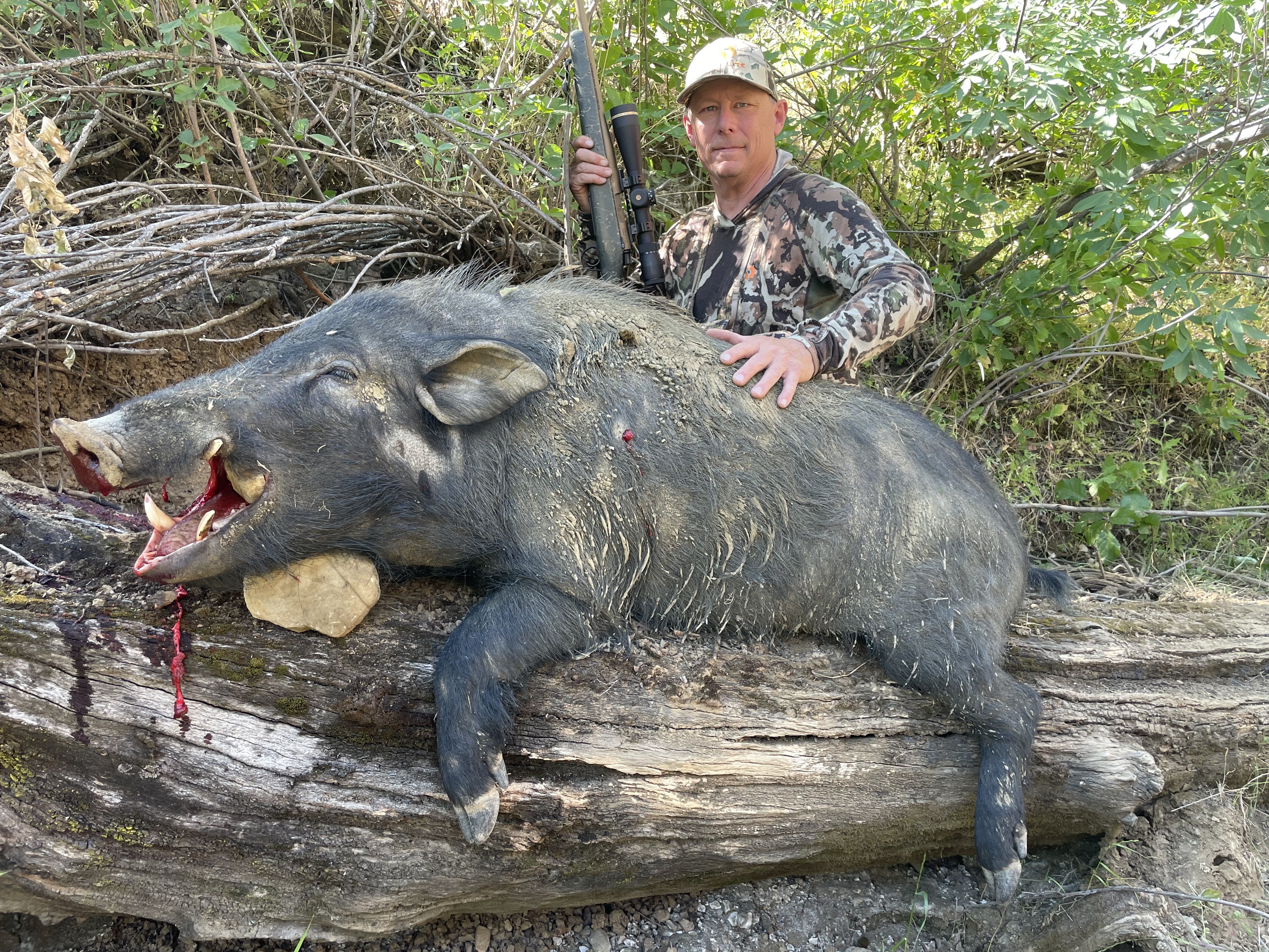 California Wild Pig Hunts in California, United States - Mallard Bay