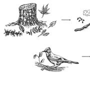 Экосистема. Динамика экосистем — Шаг 1 — Stepik