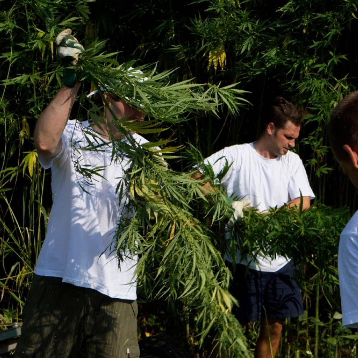 Useful Information – Alpha Leaf