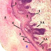 Толстая кожа — Шаг 9 — Stepik