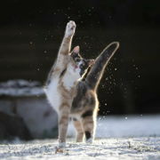 Вариант 3. Вариант 4. — Шаг 10 — Stepik