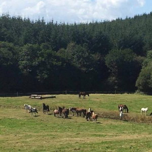 Guest Hub - Lee Valley Equestrian Centre