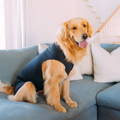 Shed Defender® Dog Onesies - Contains Shedding & Reduces Anxiety