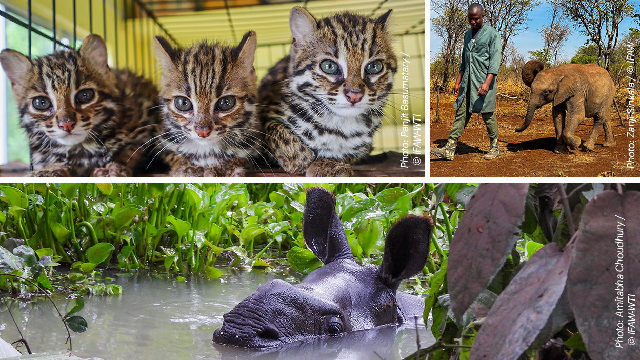 Hours Left In The Race To Rescue Animals All Gifts Before Midnight