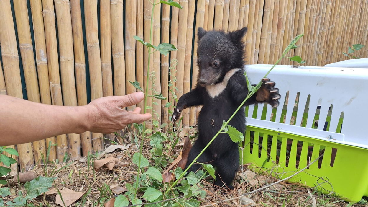🚨 Urgent: Help Care for 16 Orphaned Moon Bear Cubs in Laos! 🐻💔