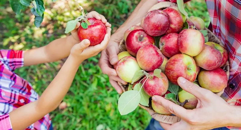Graves Mountain Apple Harvest Festival | Oct 11 | C-ville Weekly